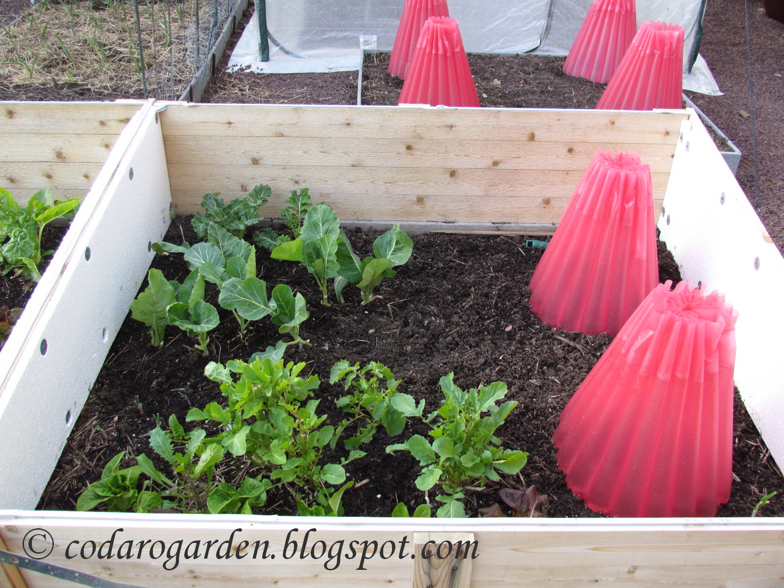 The Gardener of Eden: Busy day at the Home Garden