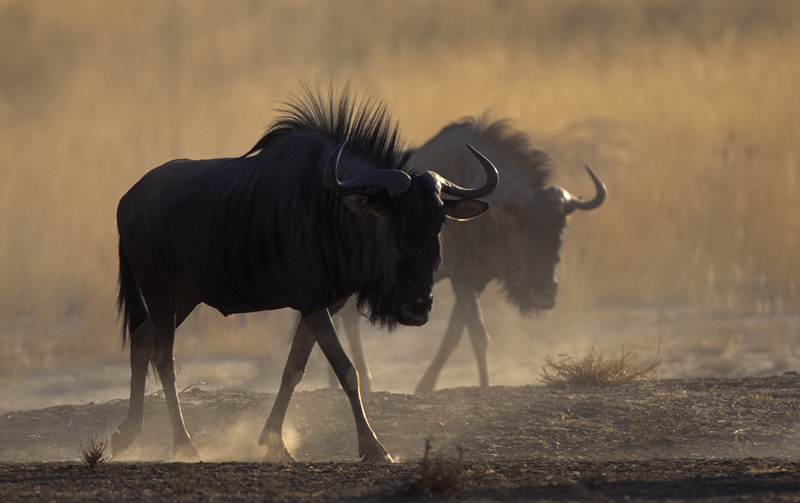 Animals pictures: wild beast