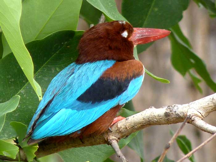 Indian Birds Photography: [BirdPhotoIndia] The State Bird Of West Bengal