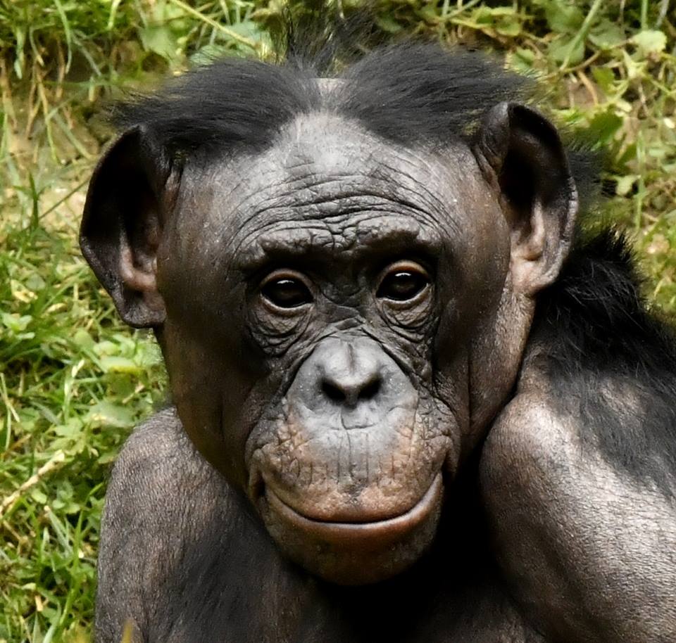 GRANDES SIMIOS PATRIMONIOS VIVOS DE LA HUMANIDAD: PROYECTO GRAN SIMIO ...