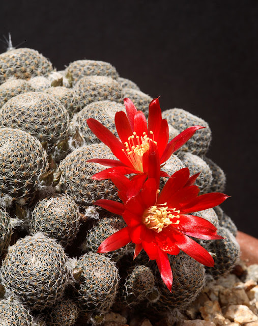Rebutia -Xương Rồng