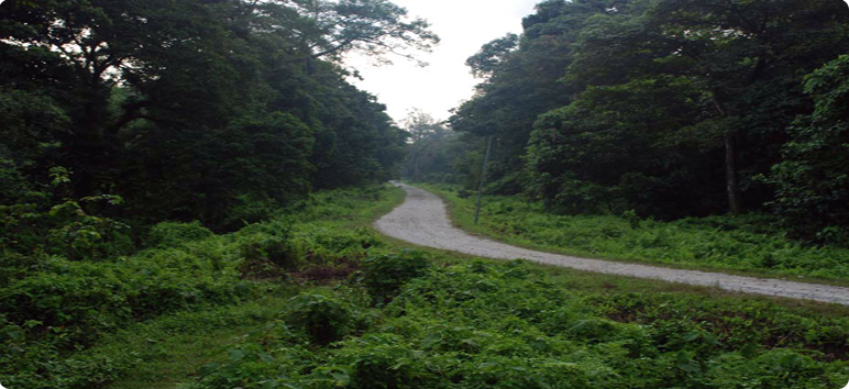 Dooars Ecoviillege: Explore Indian Wildlife at Chilapata Forest