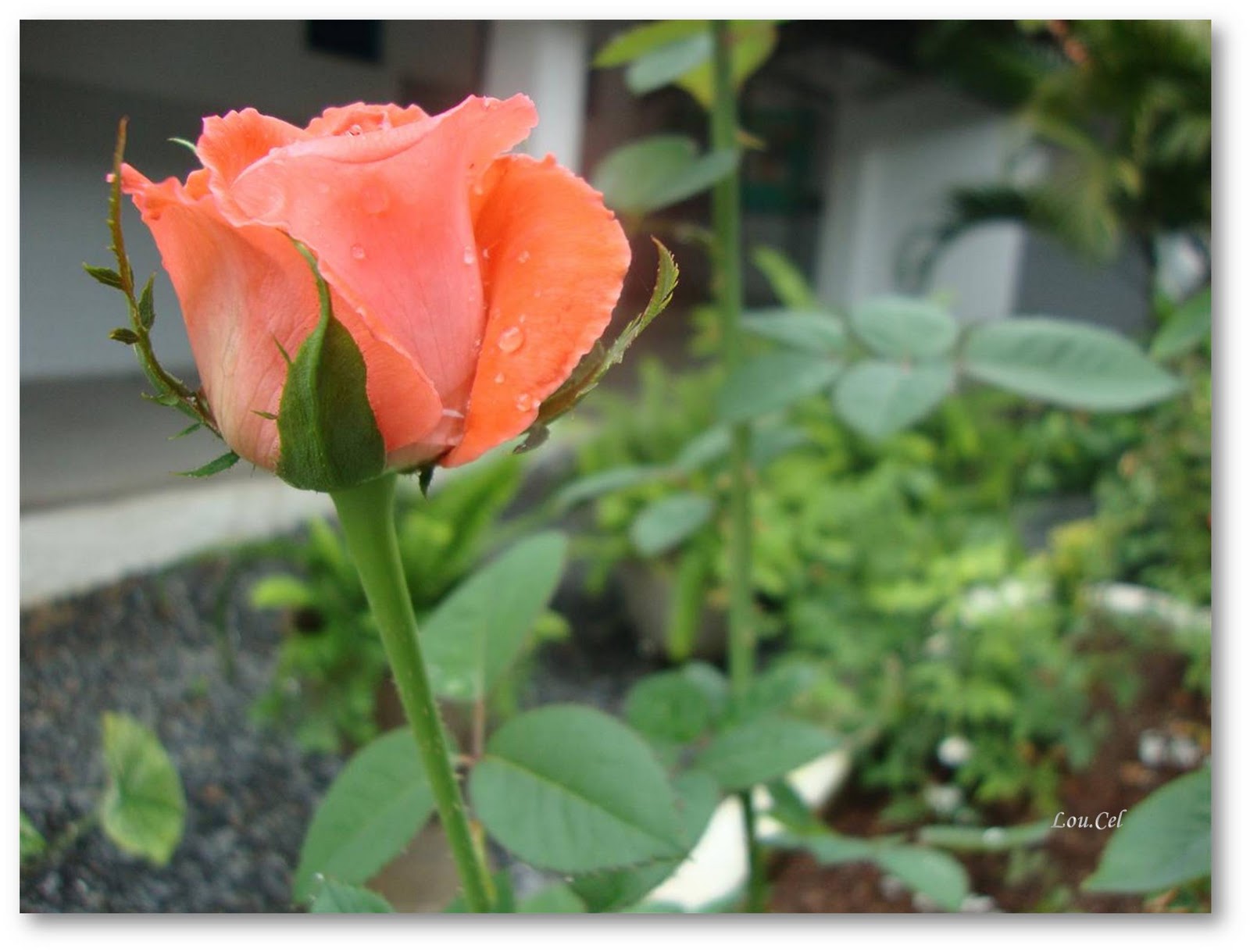 Jardim Bonito: Rosa Salmon