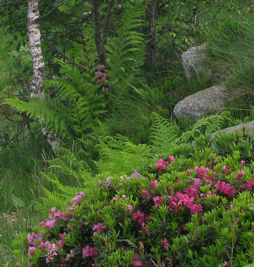 IL VIVAIO DELLE NAIADI: Il giardino dei rododendri selvatici