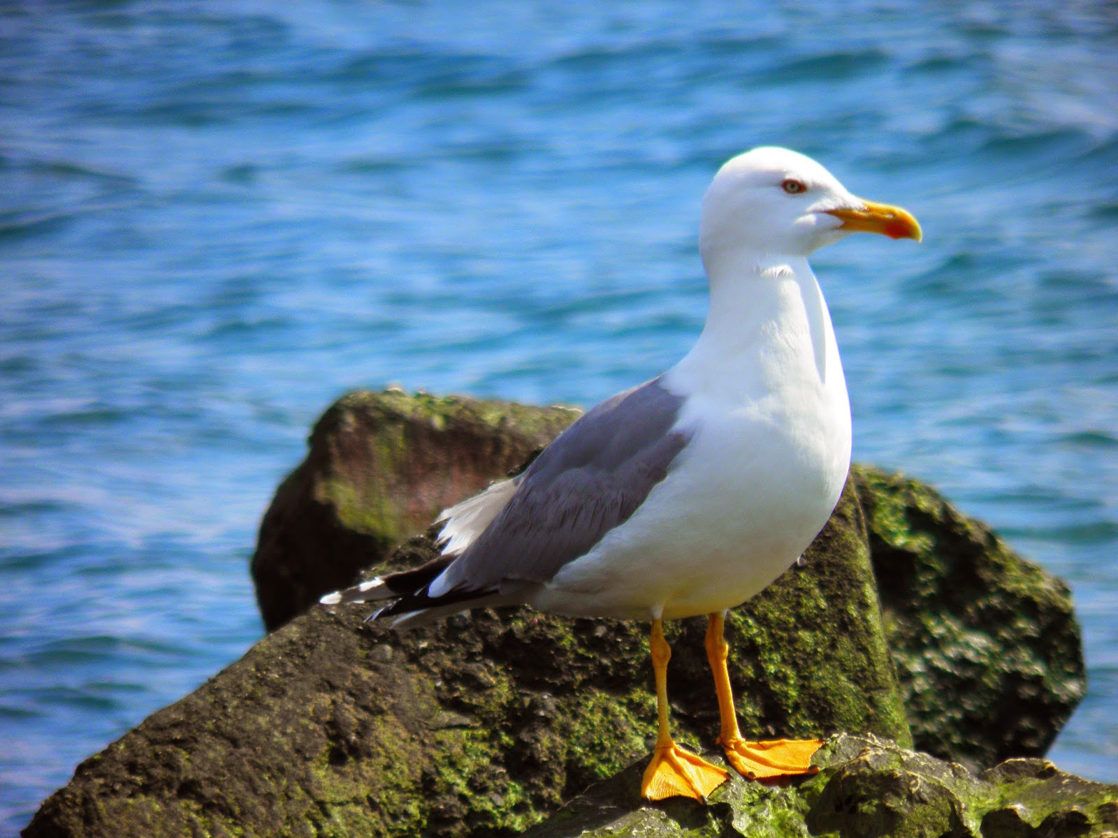 PASARI DIN ROMANIA: PESCARUS CU PICIOARE GALBENE, Larus michahellis