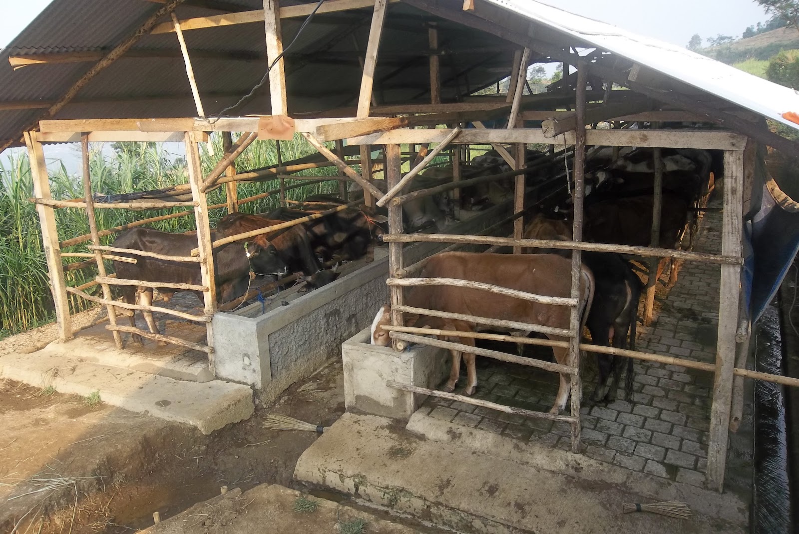 SAPI QURBAN 2015 TIMBANG HIDUP SEHAT & MURAH DI : SAPI QURBAN TIMBANG ...