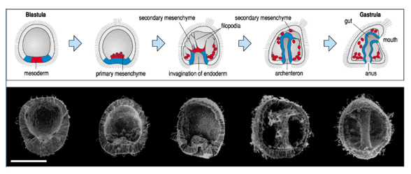 MAKALAH GASTRULASI | C E O - Makalah