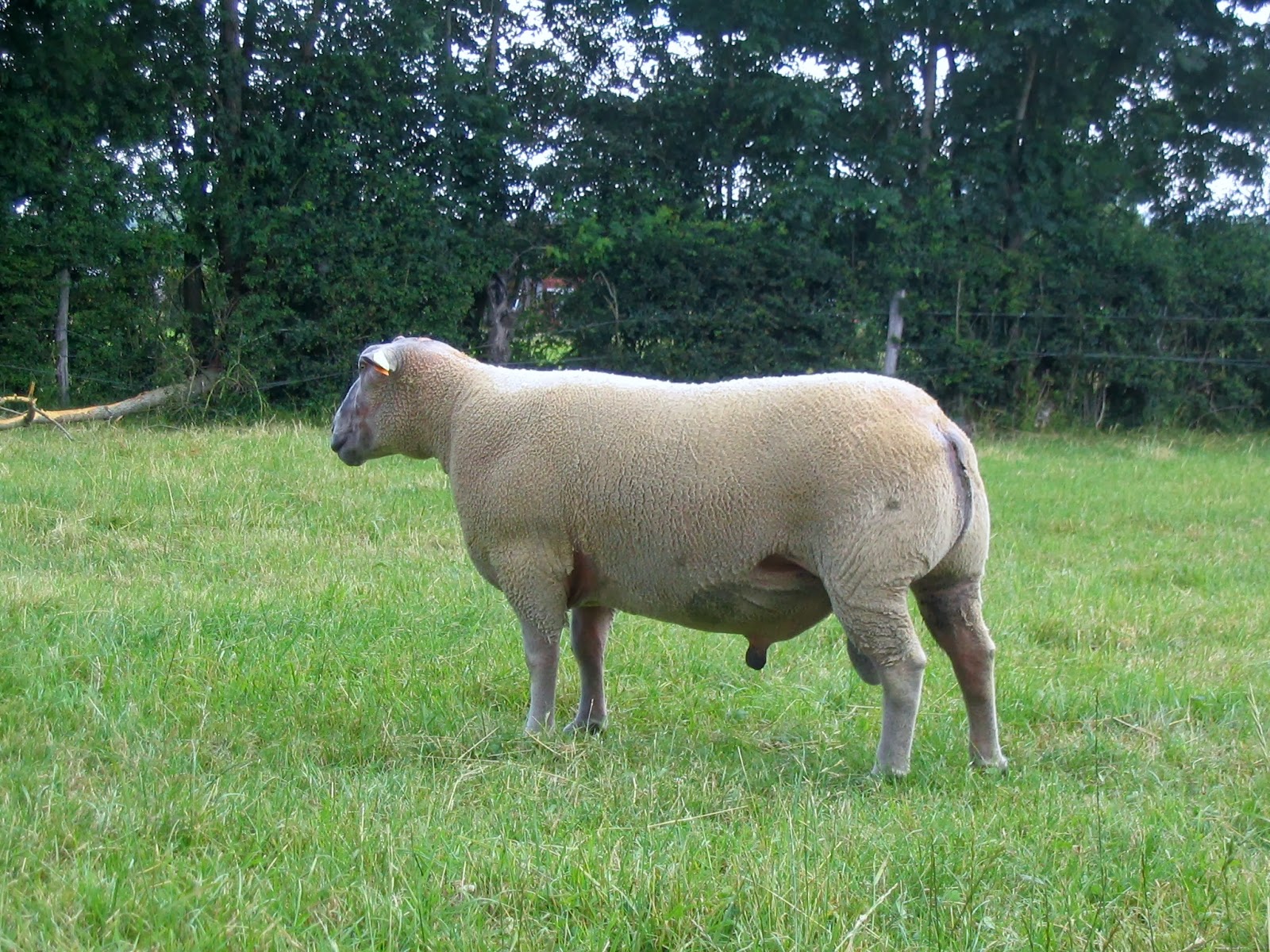 Ovinos Charollais: Goteo de imágenes.