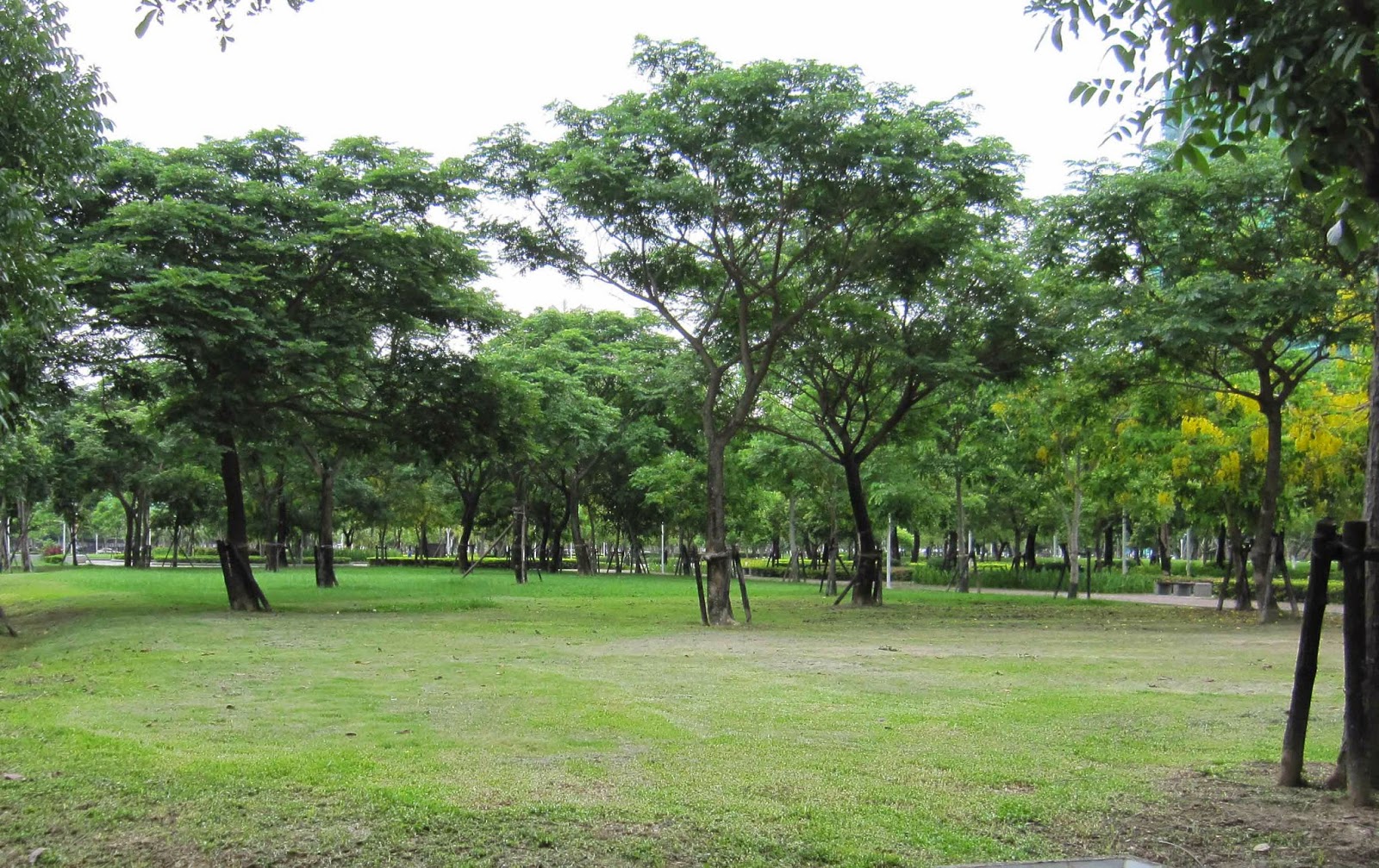 Estudiando Agricultura en Taiwán: Pithecellobium saman como árbol ...