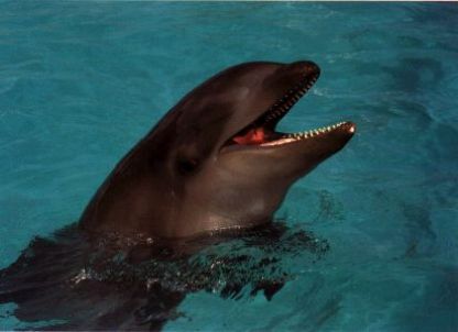 Strange Animal Hybrids (The Wholphin) | Balba
