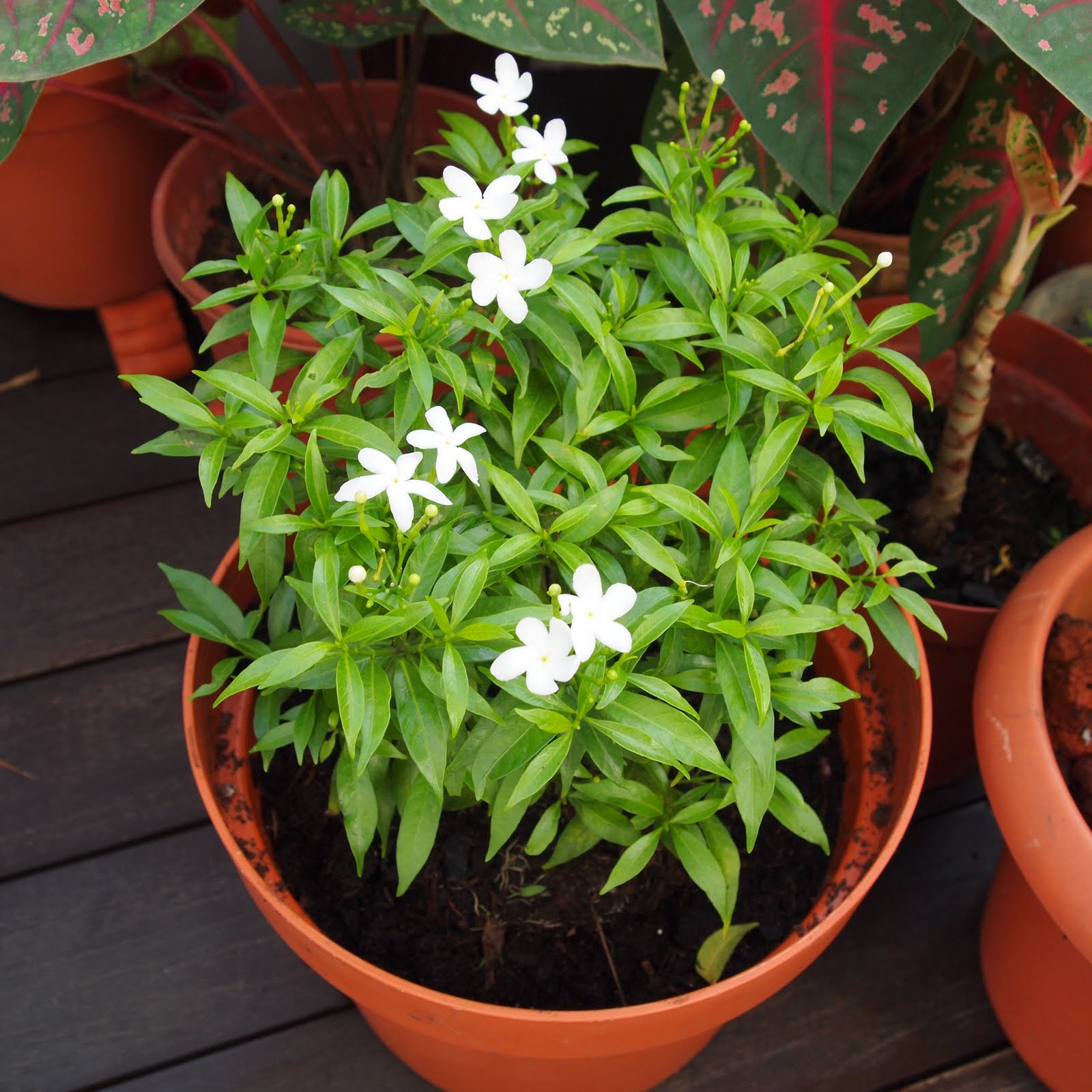 RIZKI FLOWER: TANAMAN HIAS BERBUNGA