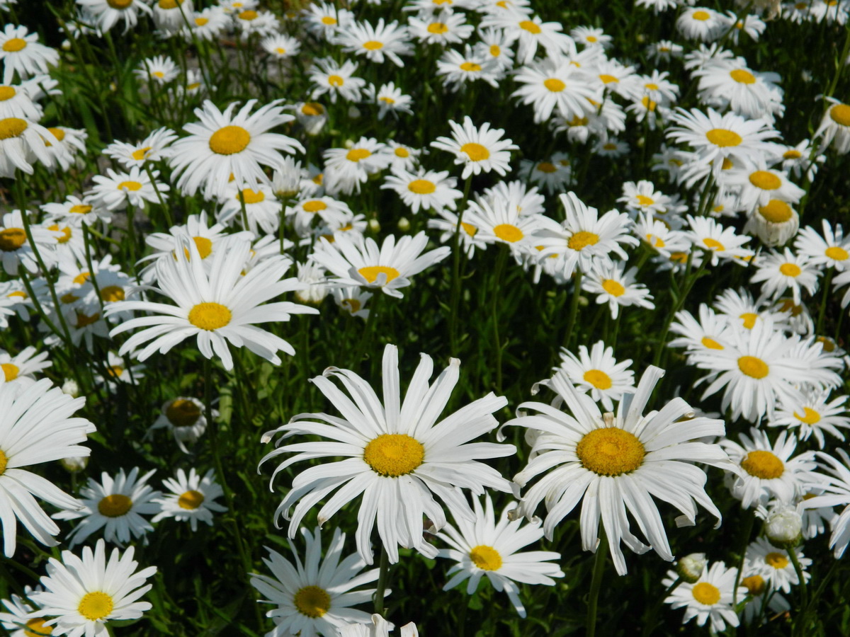 LA MULTI ANI, ROMANIA!: Flori albe