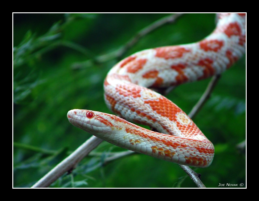 Our Beautiful World: Beautiful red snakes