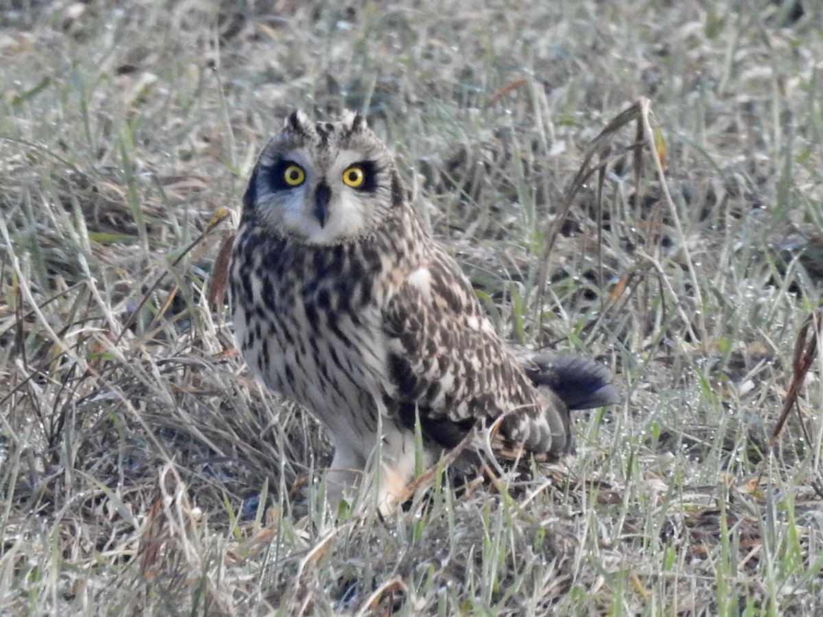 Boatbirder.com: 📖 2018/Update #7 ~ Eldernell & Beyond!