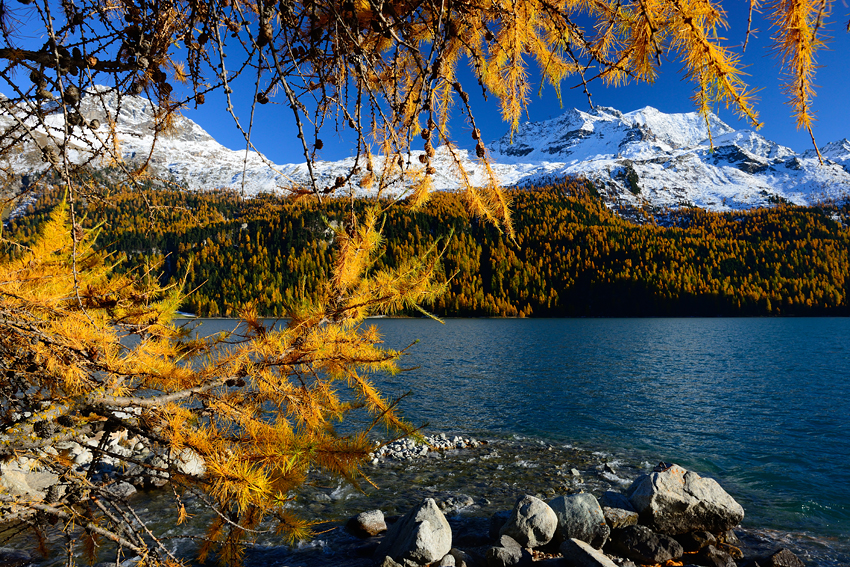 NATUR-WELTEN Unsere schönsten Fotoerlebnisse: Lärchengold und ...
