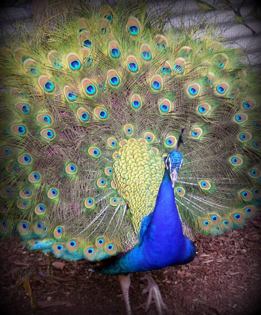 Green Me Up Granny What Does Indigo Look Like