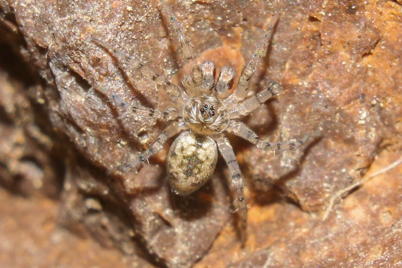 Biodiversity of Cyprus by NGO Protection of the Natural Heritage and ...