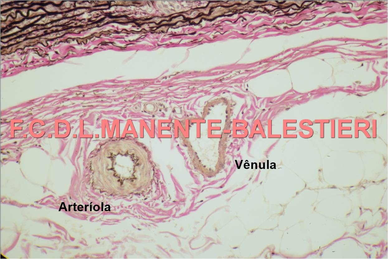 Histologia - FCBA : SISTEMA CIRCULATÓRIO