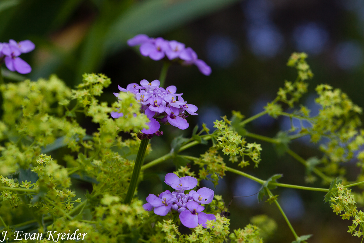 Kreider's Korner Photographs: Evening June flowers