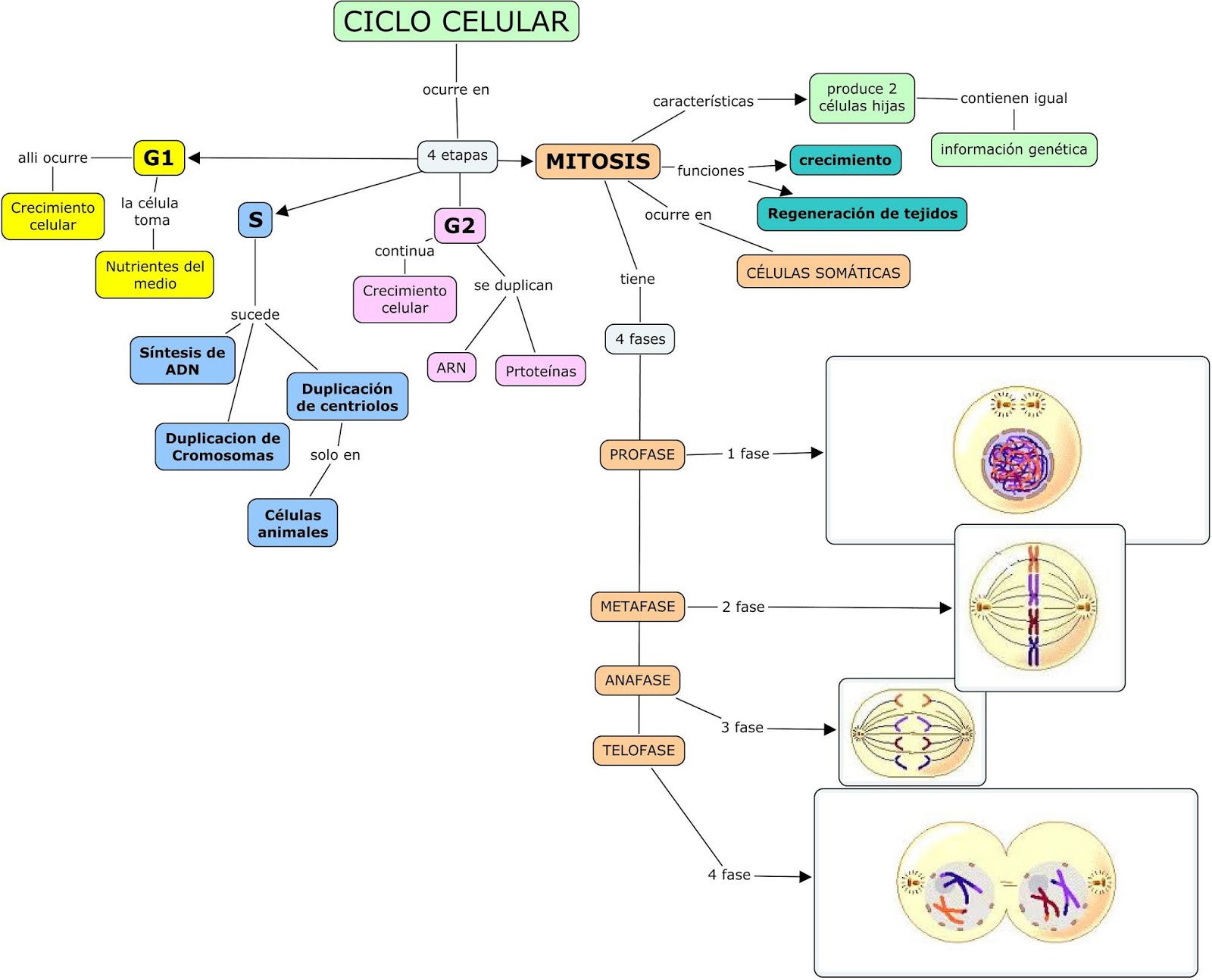 Esquema del ciclo celular