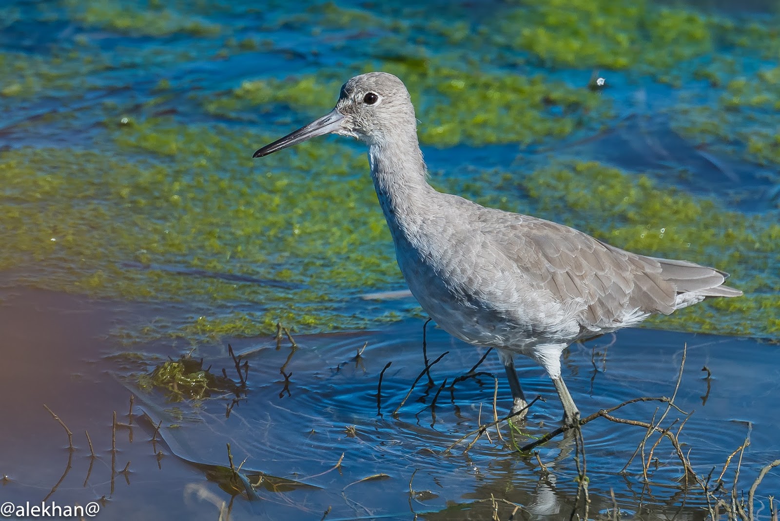 Pájaros, Pajarracos: Playero aliblanco (US)