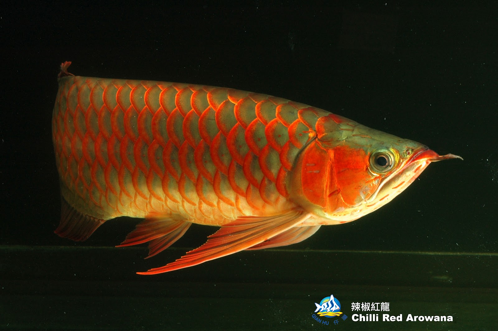Temporary blog for Wan Hu, Arowana Division of Qian Hu Corp: Types of ...