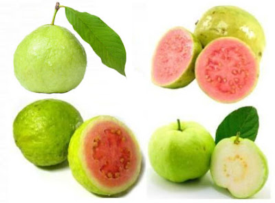JAMBU BATU (PSIDIUM GUAJAVA)