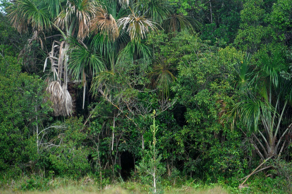 Investing in Tropical Trees: The Sassafras: saving an endangered species