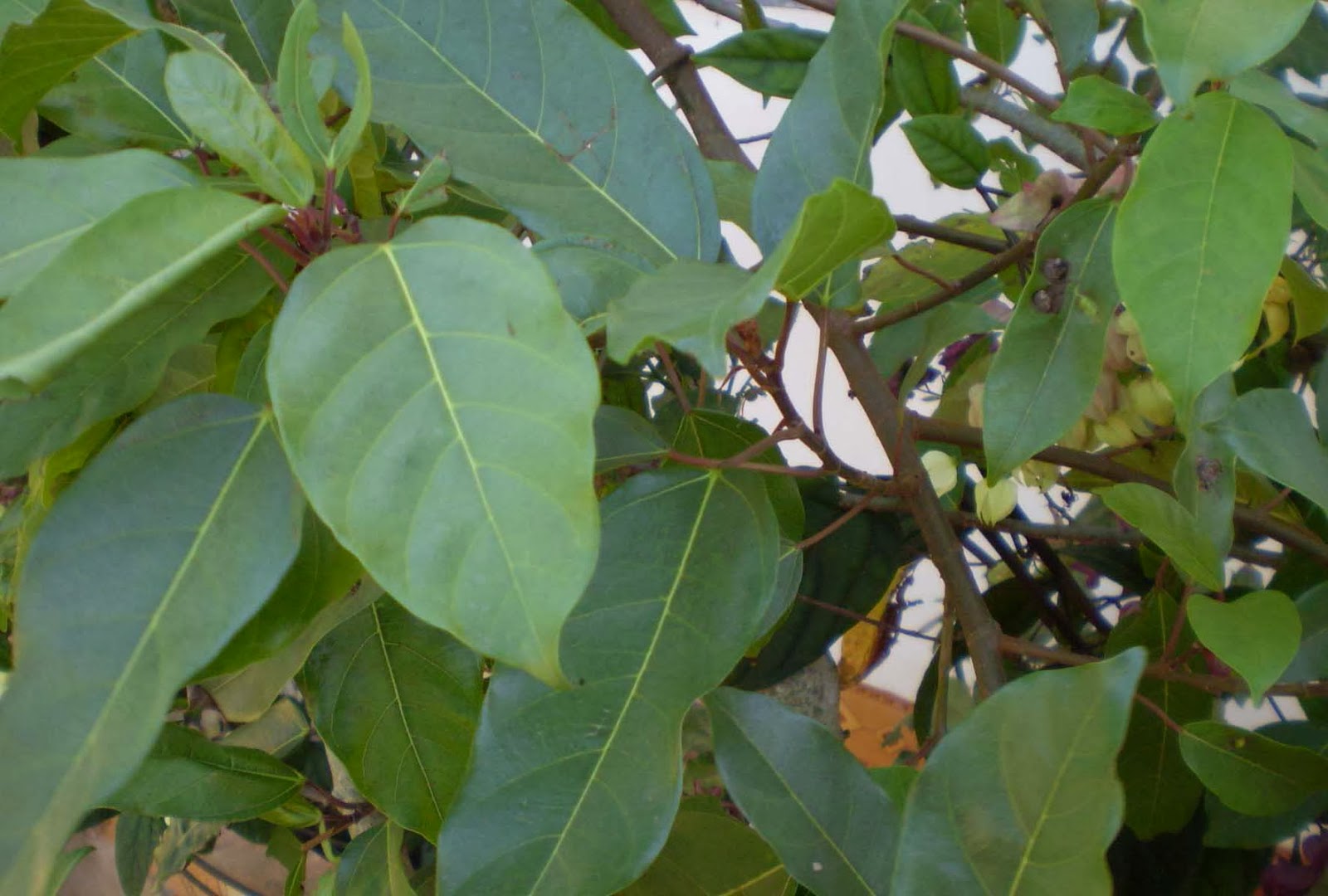 Herbalkart | The Online Herbal Store: Gular - Athi