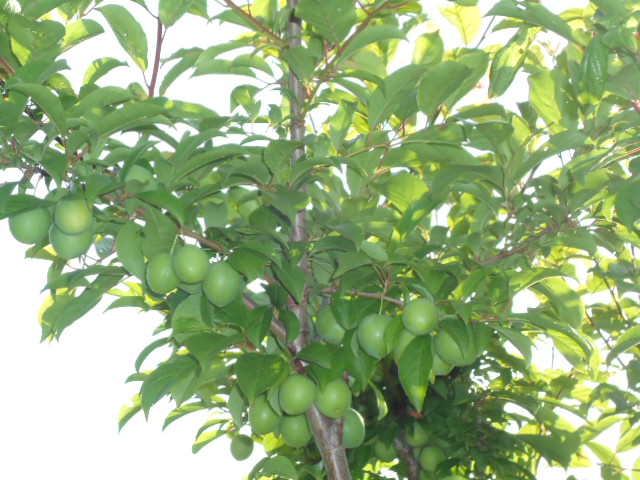 Pratos da Bela: Árvores de fruto entre outros II...