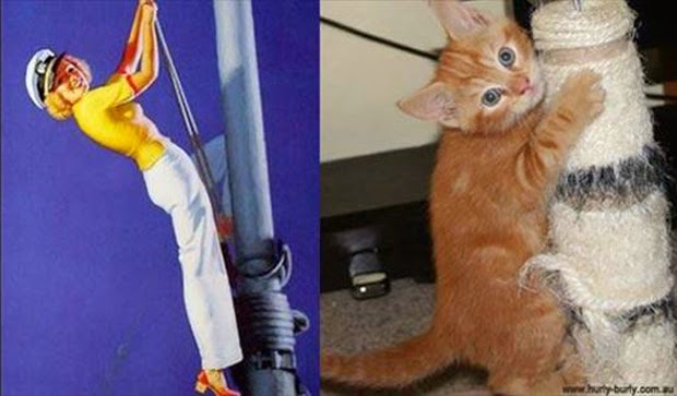 Babak Behbahani: Cats Just Make Better Pin Up Girls!