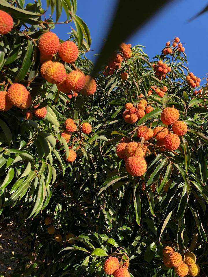 umiyumi2 : our life in perth, WA: Fruit Picking: Lychee and Green Mango