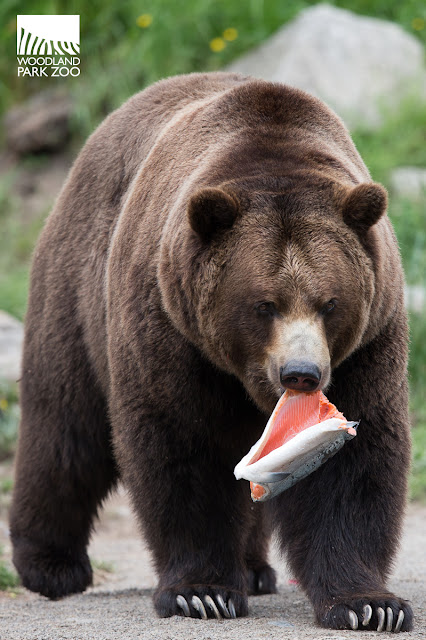 Bear Affair teaches bear smarts in the Northwest