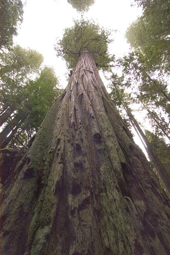 El poder de la naturaleza