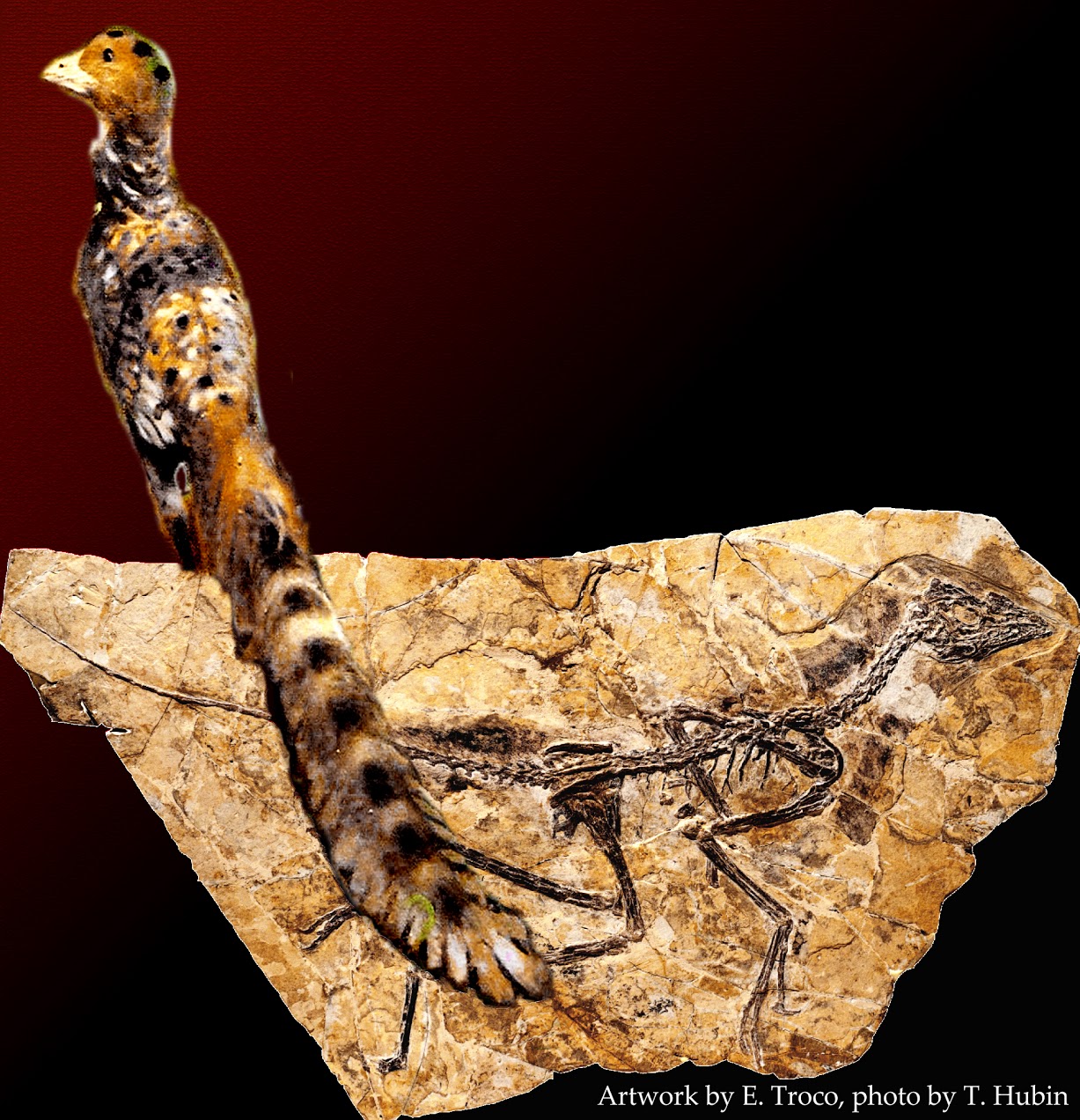 Species New to Science: [Paleontology • 2013] Aurornis xui | “daybreak ...