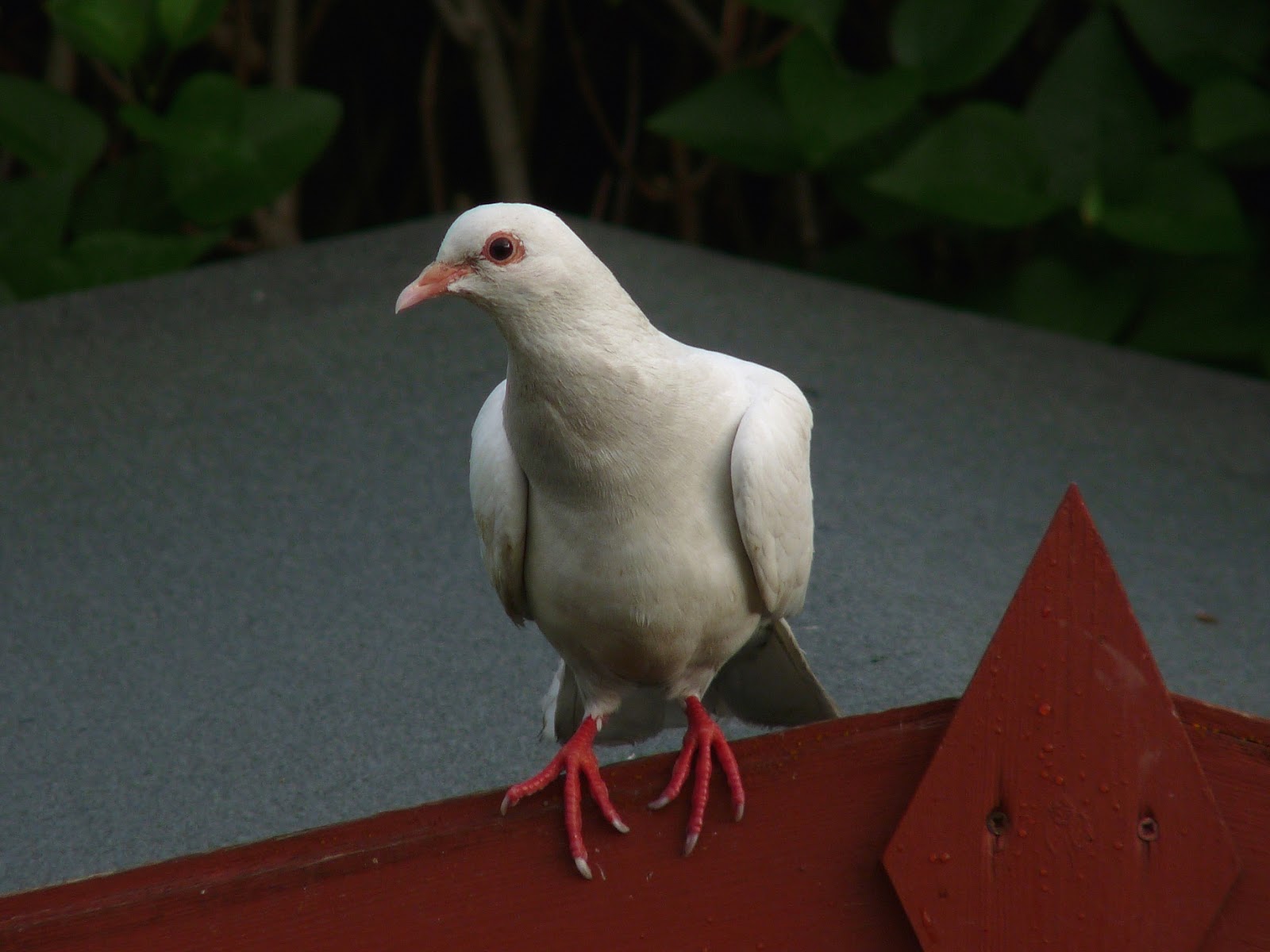 Our Beautiful World: White Dove