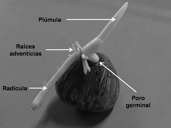 PARTES DEL FRUTO DE LA PALMA DE ACEITE: PARTES DEL FRUTO Y SEMILLA DE ...