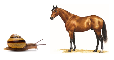 The Horse and The Snail : Funny Short Story For Kids