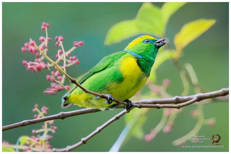 Chiriquí birds & wildlife August 2015 tour