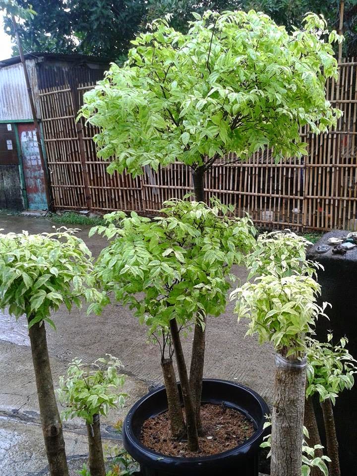 Pohon Bonsai Anting Putri: pohon anting putri