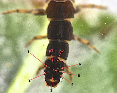 Aquatic Insects of Central Virginia: But That Doesn't Occur in Our Part ...