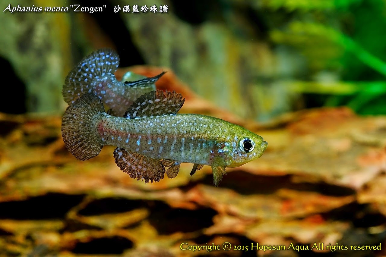 鴻順魚坊: Aphanius mento "Zengen" 沙漠藍珍珠鱂