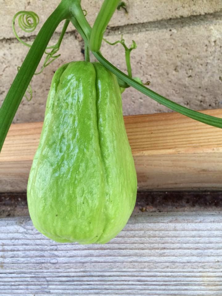 Singapore Plants Lover: Chayote 佛手瓜