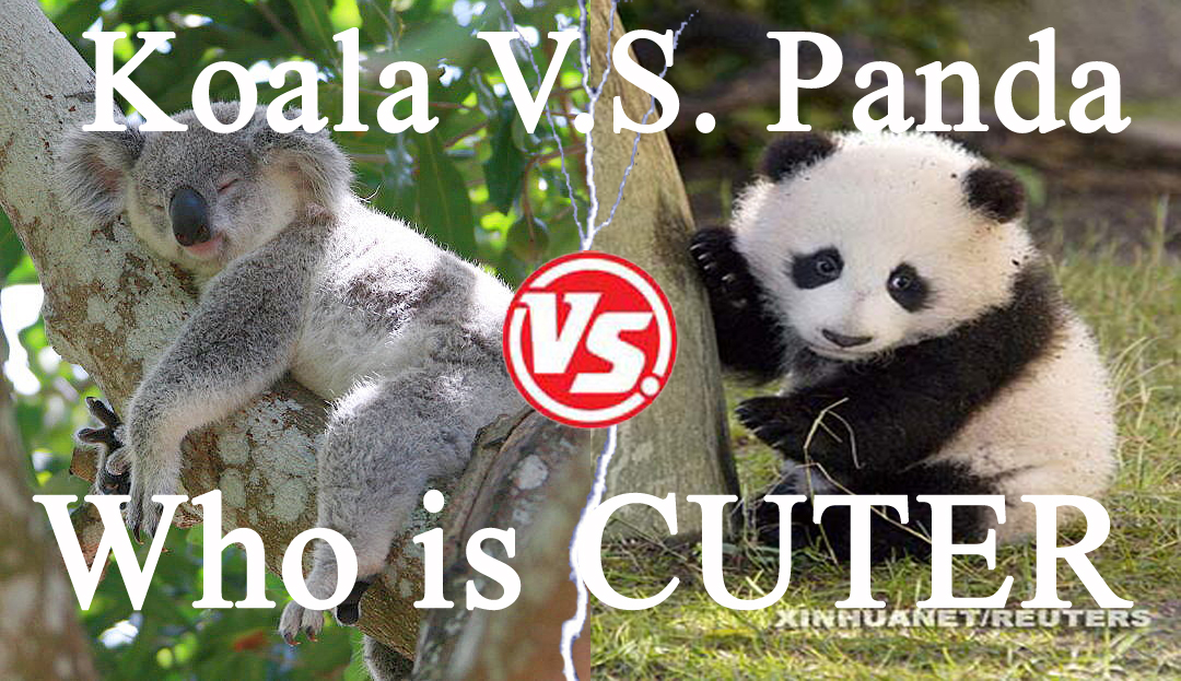 panda, koala, etc. cuteness