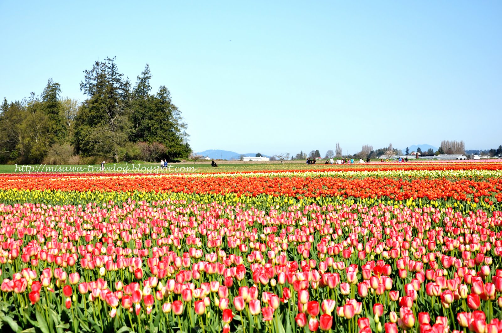 TRAVELOG: Tulip Town Skagit Valley, Washington