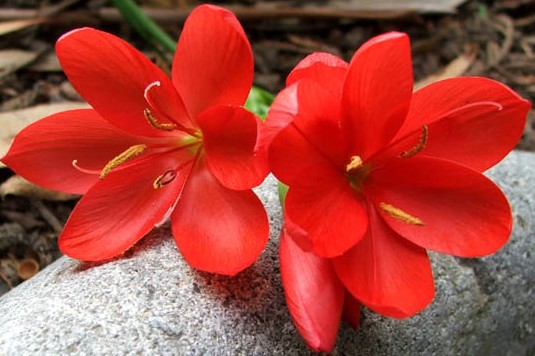 Cosas de color rojo - Imagui