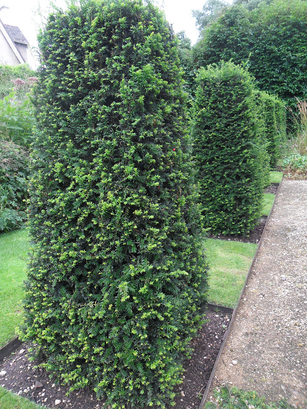 Worcester College Gardeners 2009-2018: Tidying The Yew Columns