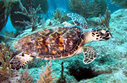 Joe Quinn Images: Curacao: Life on the Blue Edge