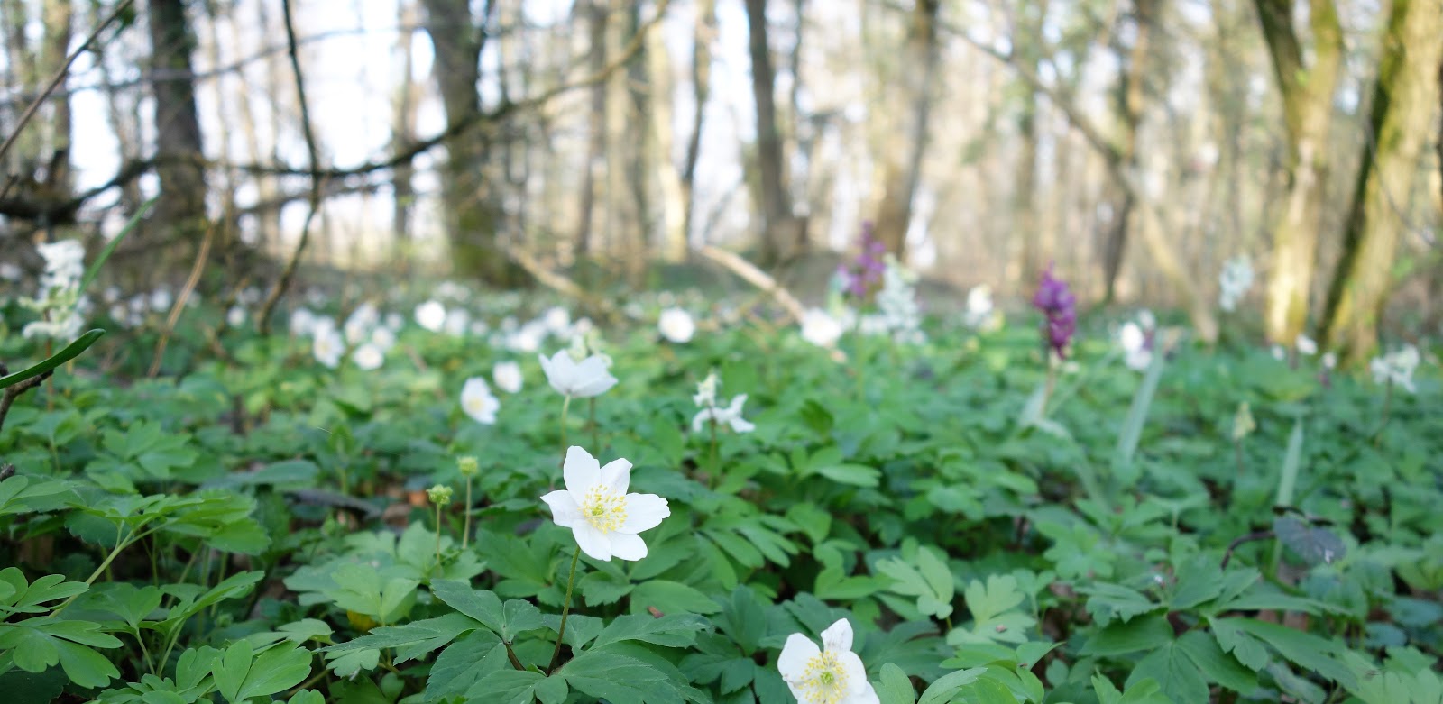 les sables rouges: Fleurs de forets aux abords de rivières