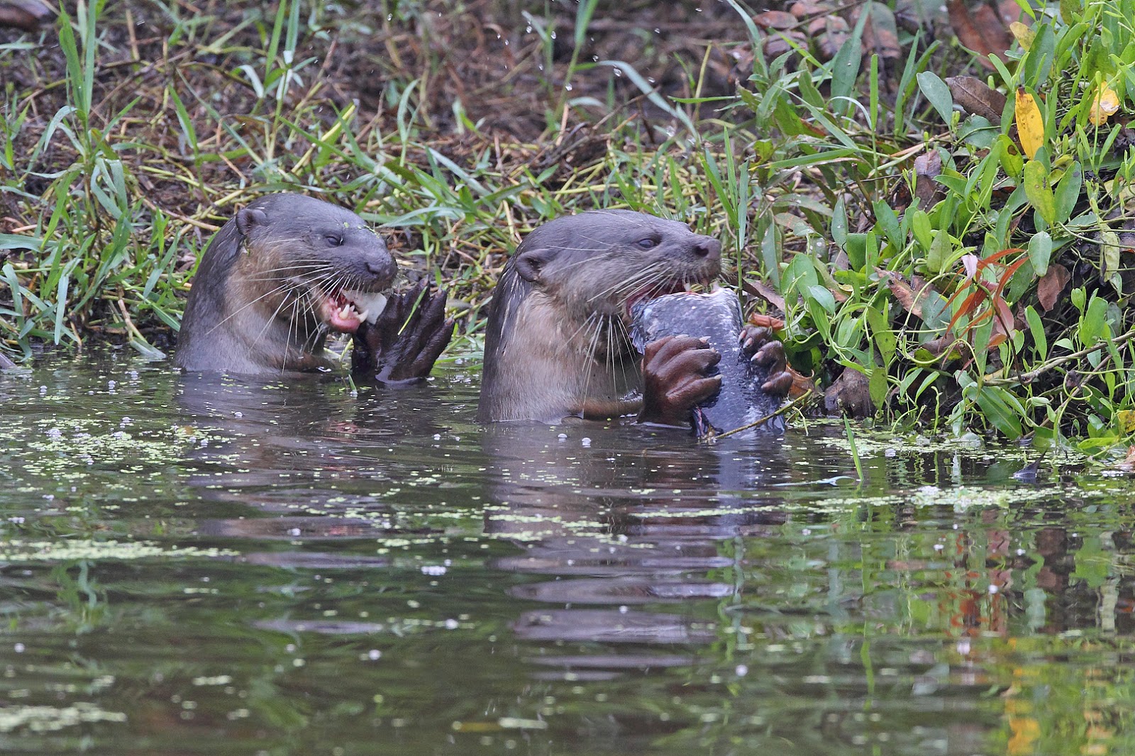 Smooth-coated Otters